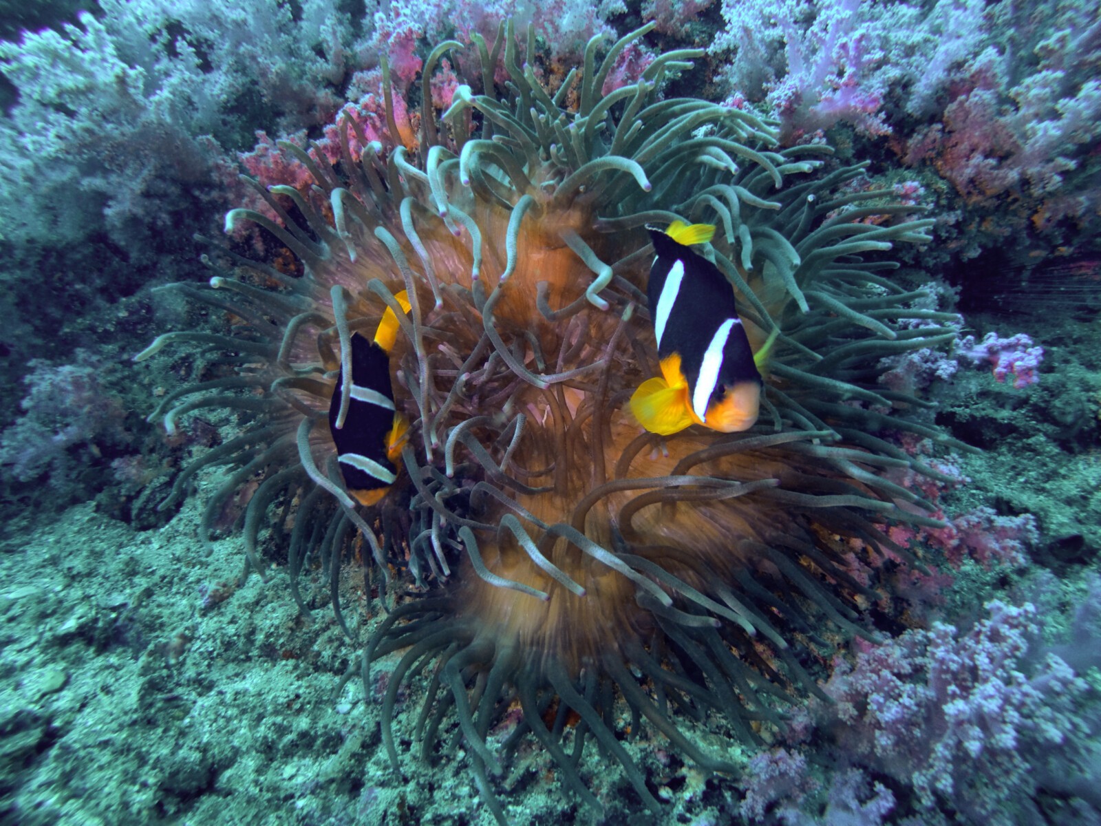 PADI Fish Identification